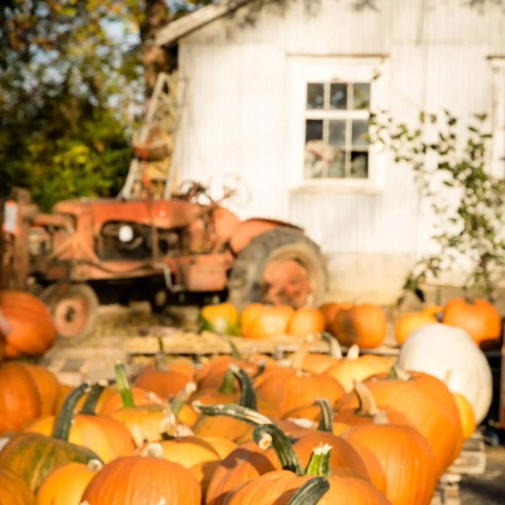 10 Pumpkin Picking Farms in and Around Bucks County - Bucks County Parent