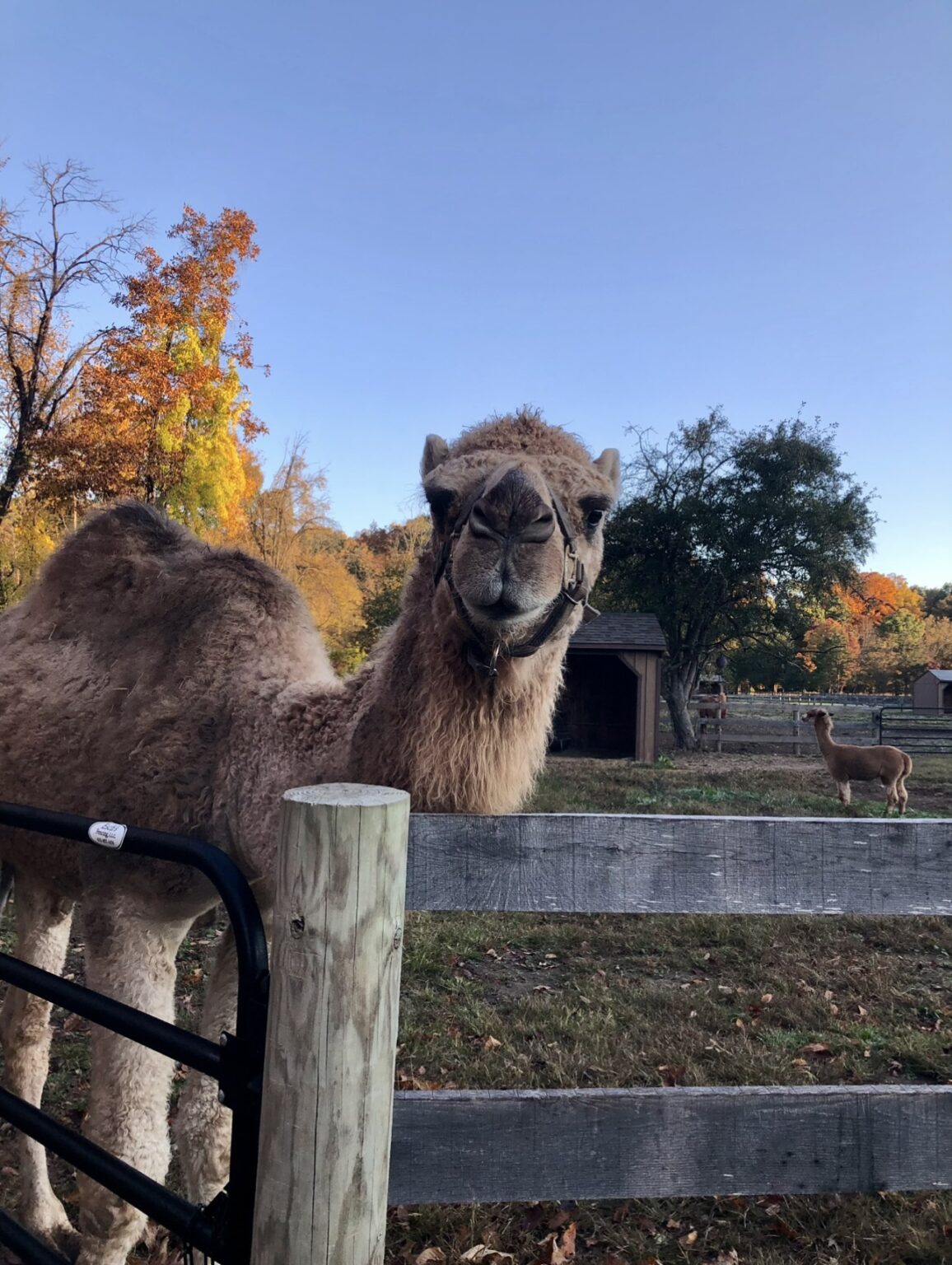 Fall Fest at Head Over Hooves Farm - Bucks County Parent
